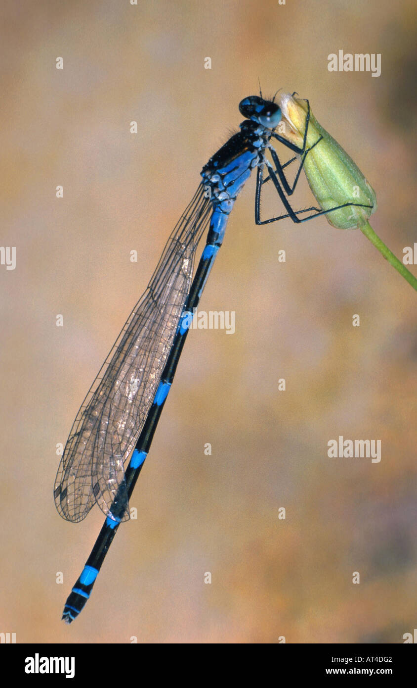 variable damselfly (Coenagrion pulchellum), female Stock Photo - Alamy