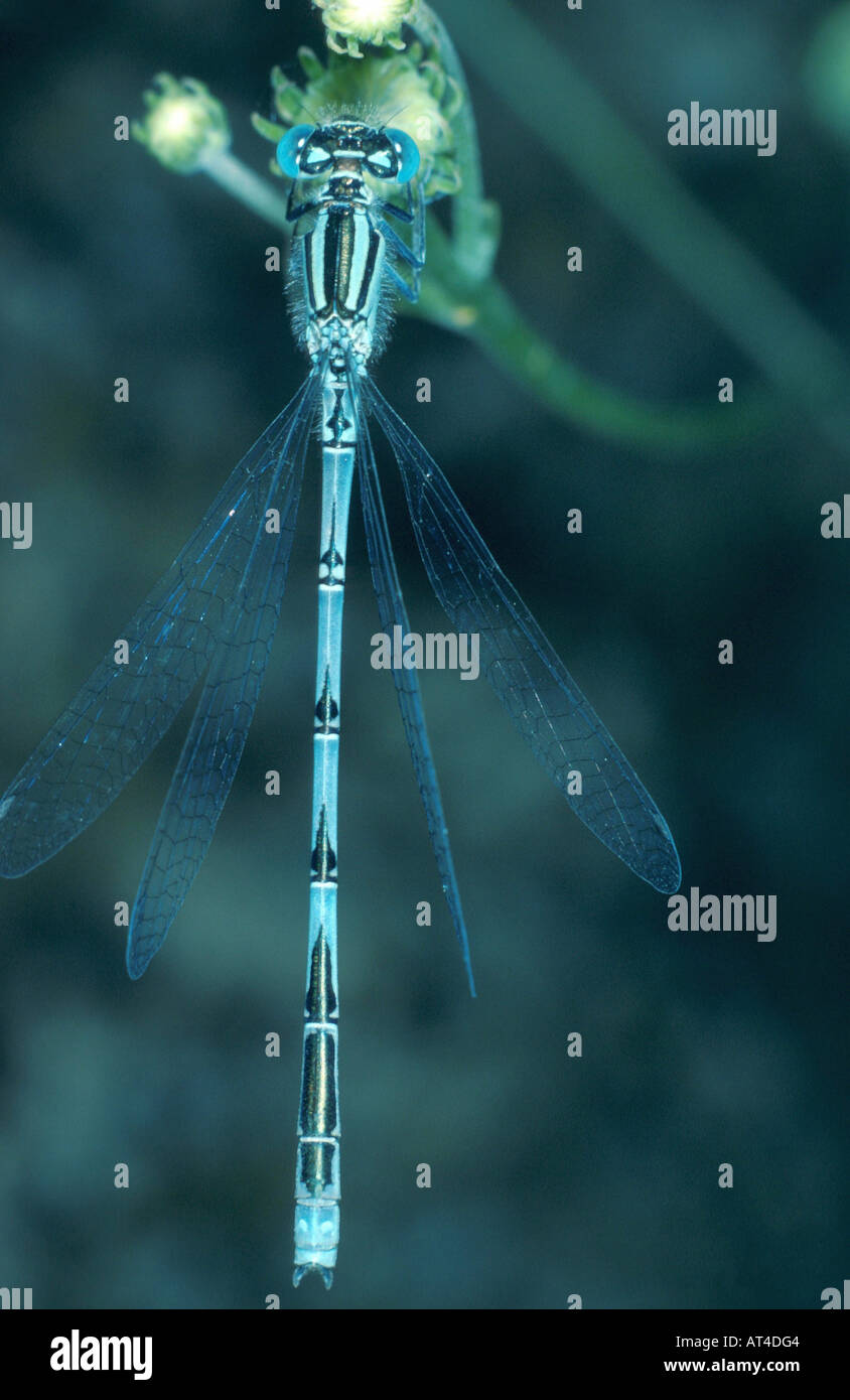 Cerion hi-res stock photography and images - Alamy