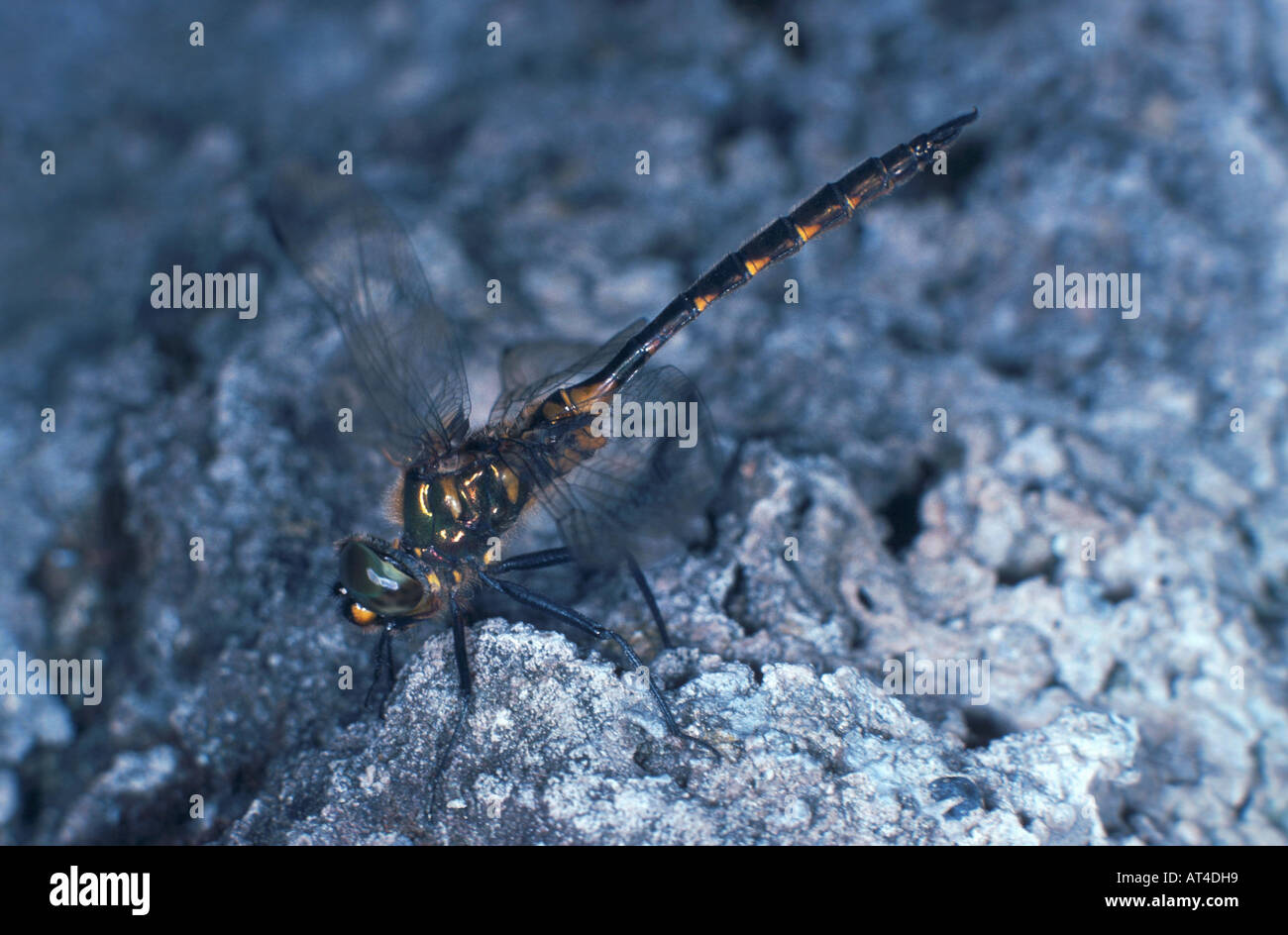Flavomaculata hi-res stock photography and images - Alamy