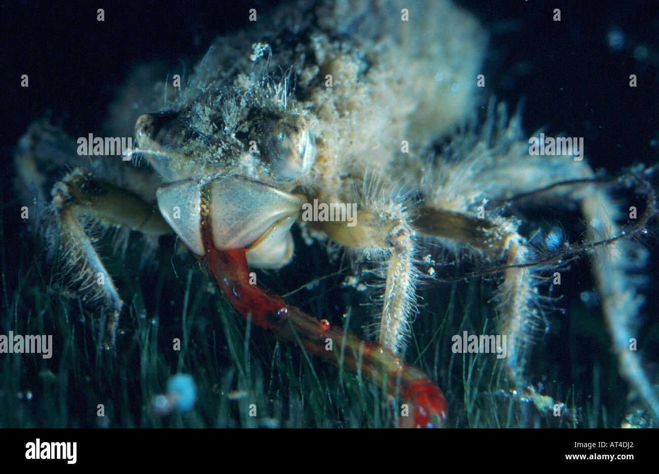 four-spotted libellula, four-spotted chaser, four spot (Libellula ...