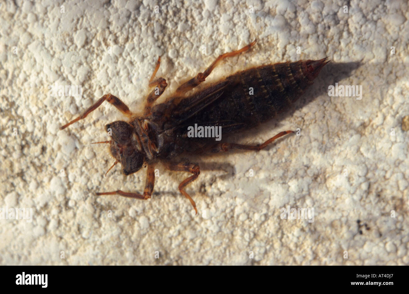 golden-ringed dragonfly (Cordulegaster boltoni), dragonfly nymph Stock ...
