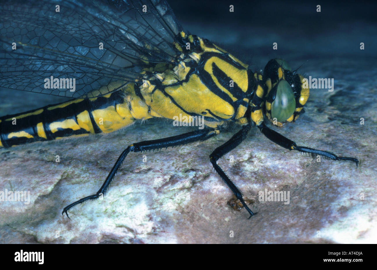 Club tailed dragonflies hi-res stock photography and images - Alamy