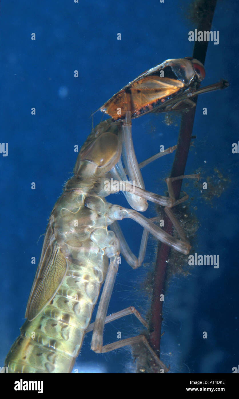 emperor dragonfly (Anax imperator), dragonfly nymph with captured bug ...