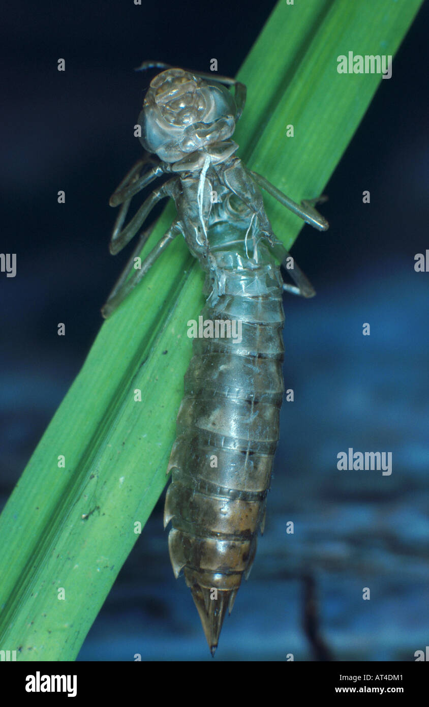 Exuvia hecker sauer animal animals hi-res stock photography and images ...