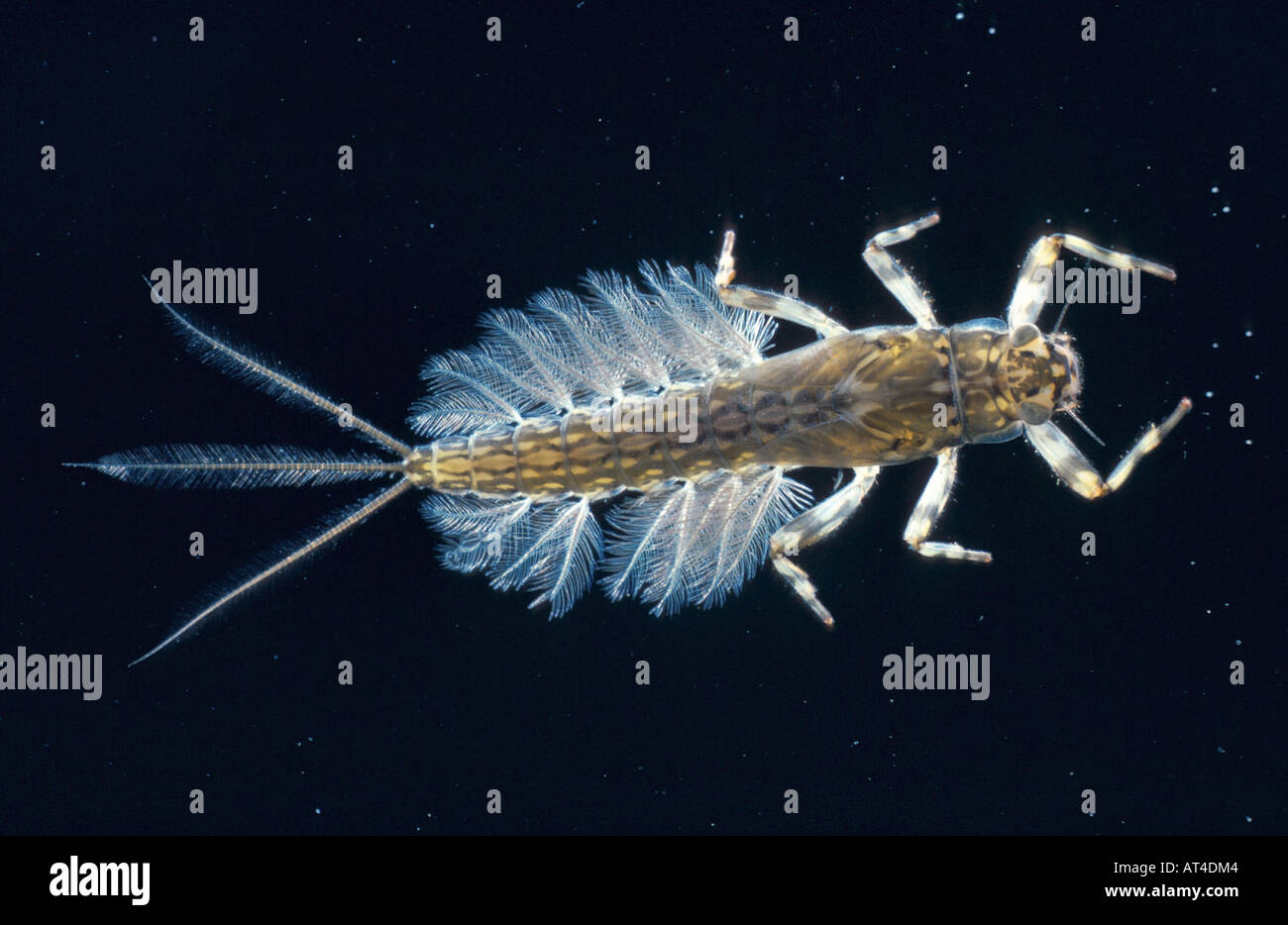Mayfly Larvae Stock Photos & Mayfly Larvae Stock Images - Alamy