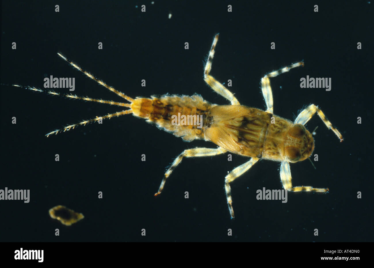 Mayfly Larvae Stock Photos & Mayfly Larvae Stock Images - Alamy