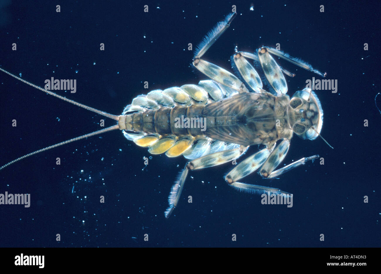 Mayfly Larvae Stock Photos & Mayfly Larvae Stock Images - Alamy