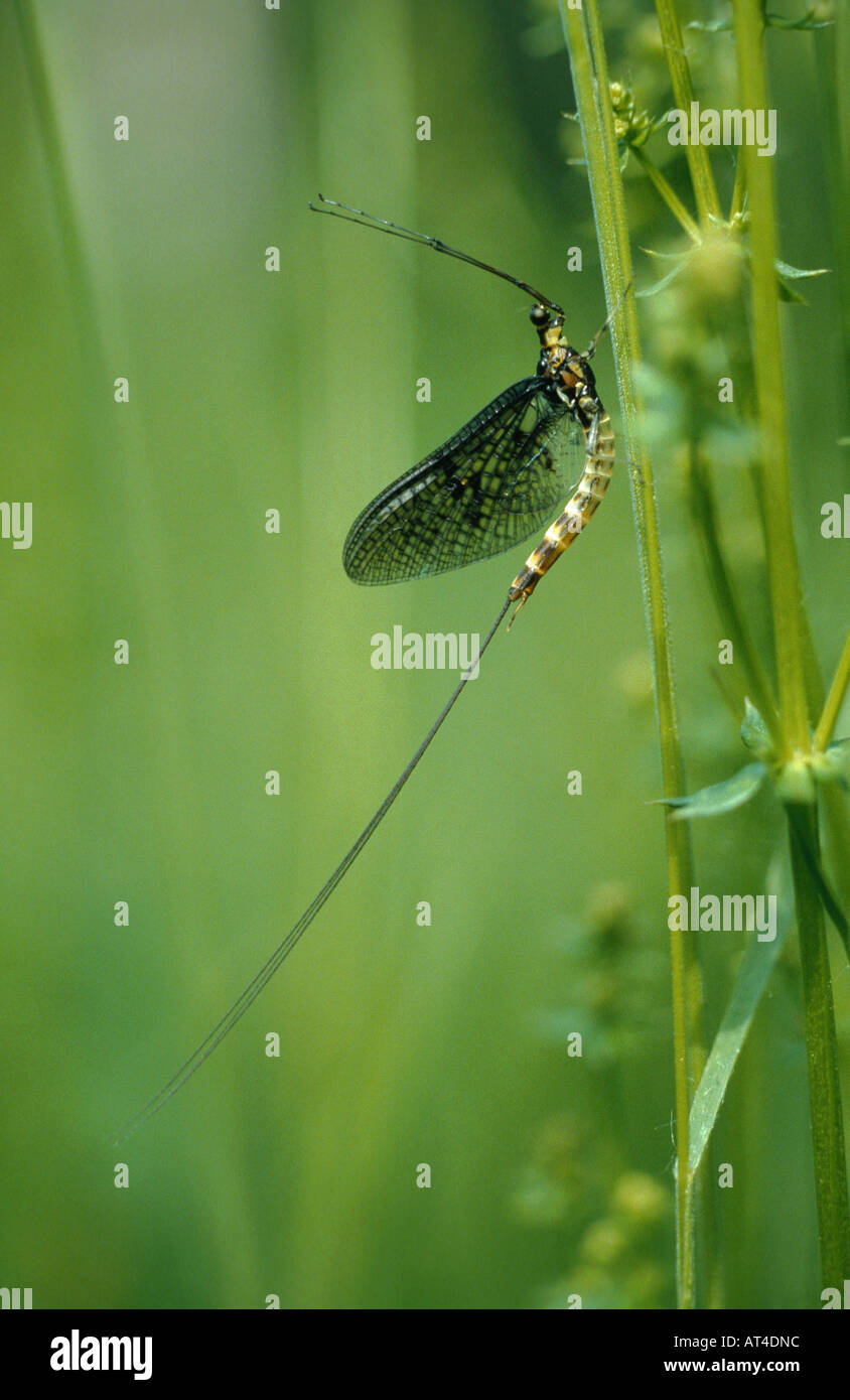 Mayfly ephemera insects hi-res stock photography and images - Alamy