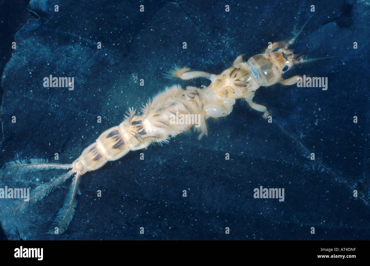 Mayfly Larvae Stock Photos & Mayfly Larvae Stock Images - Alamy
