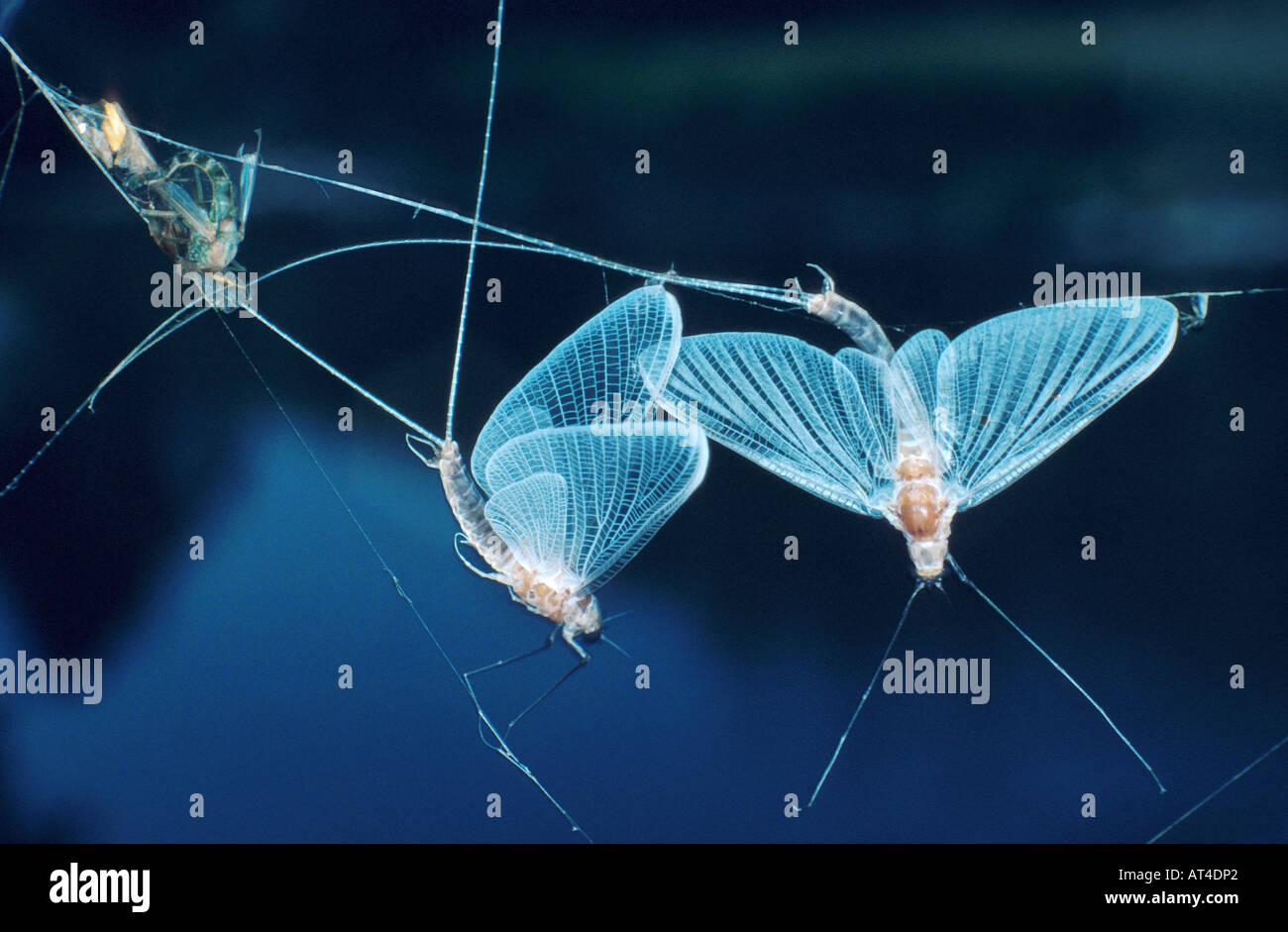 virgin mayfly (Ephoron virgo, Polymitarcis virgo), captured in spider ...