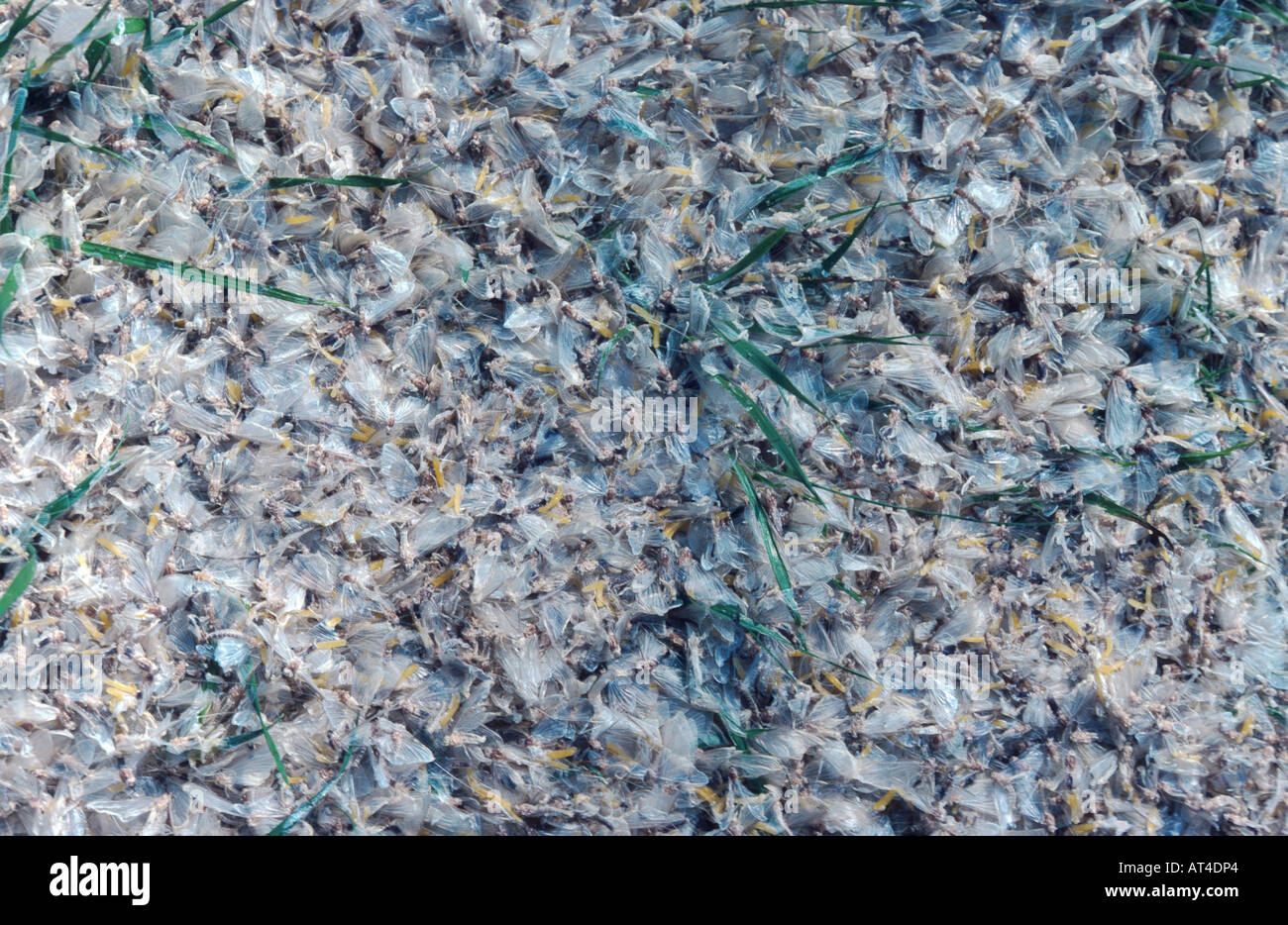 virgin mayfly (Ephoron virgo, Polymitarcis virgo), masses of dead flies ...