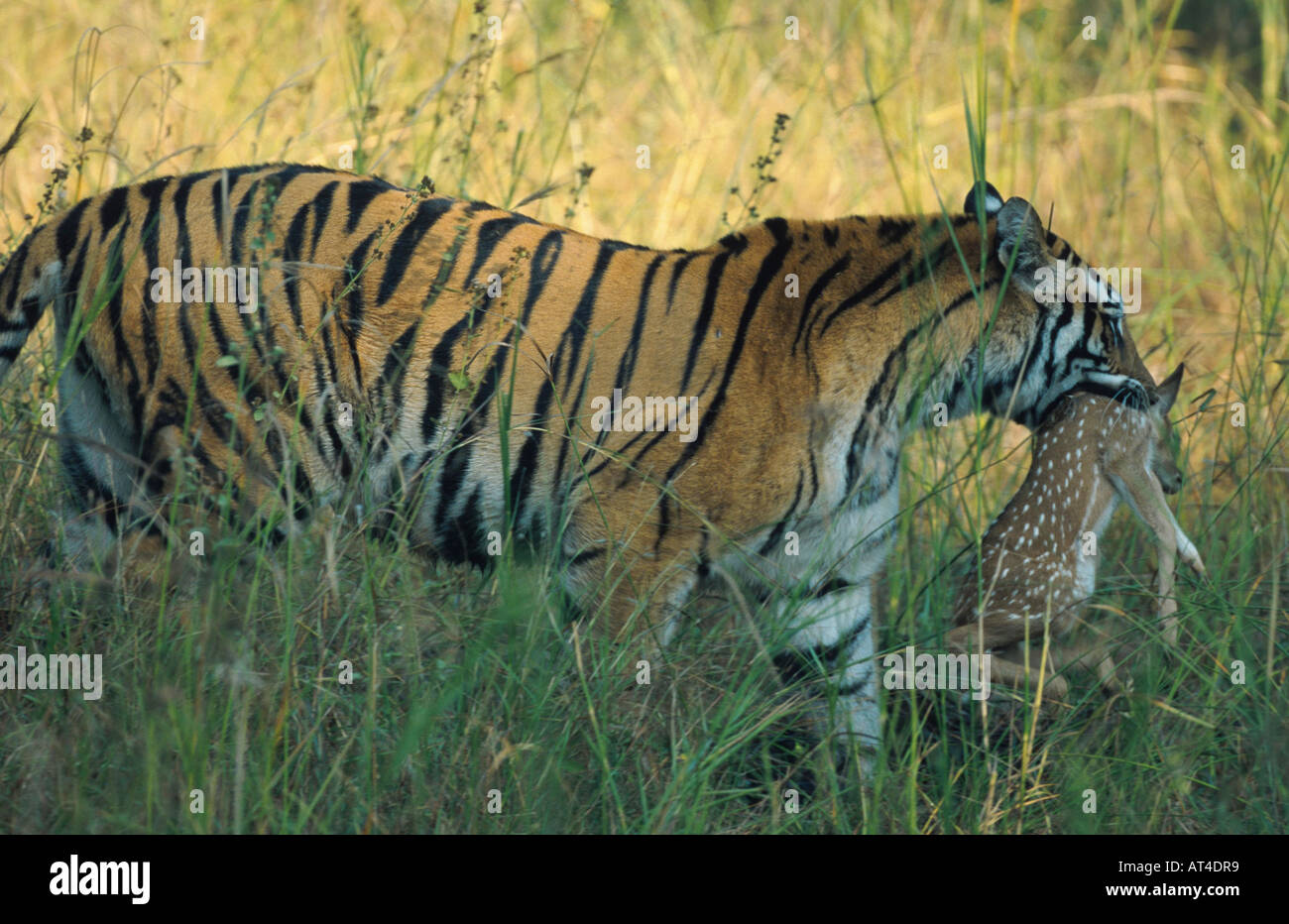 Tiger Pouncing On Prey