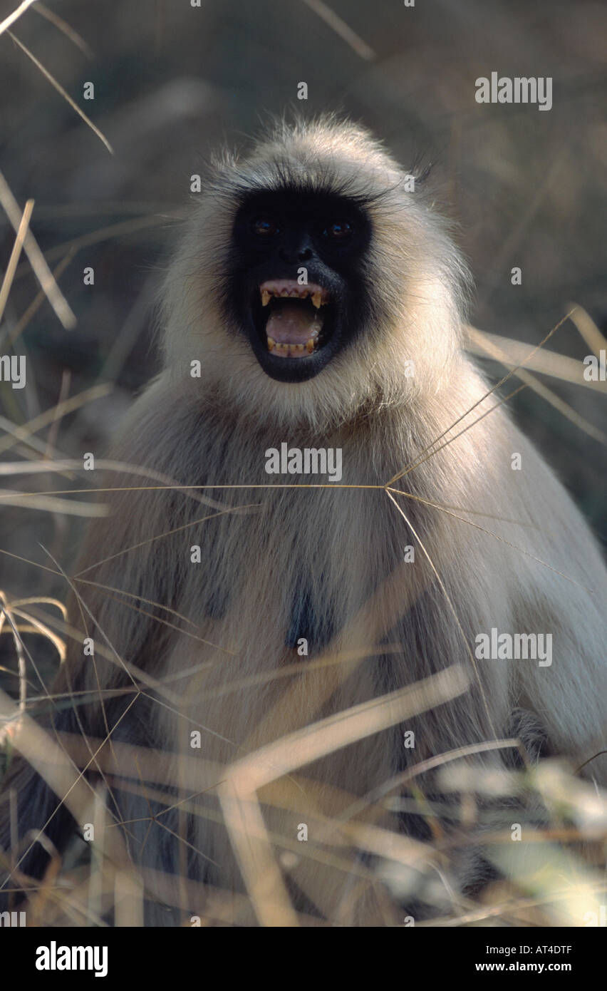 hanuman langur, hanuman monkey (Presbytis entellus), adult, India Stock ...