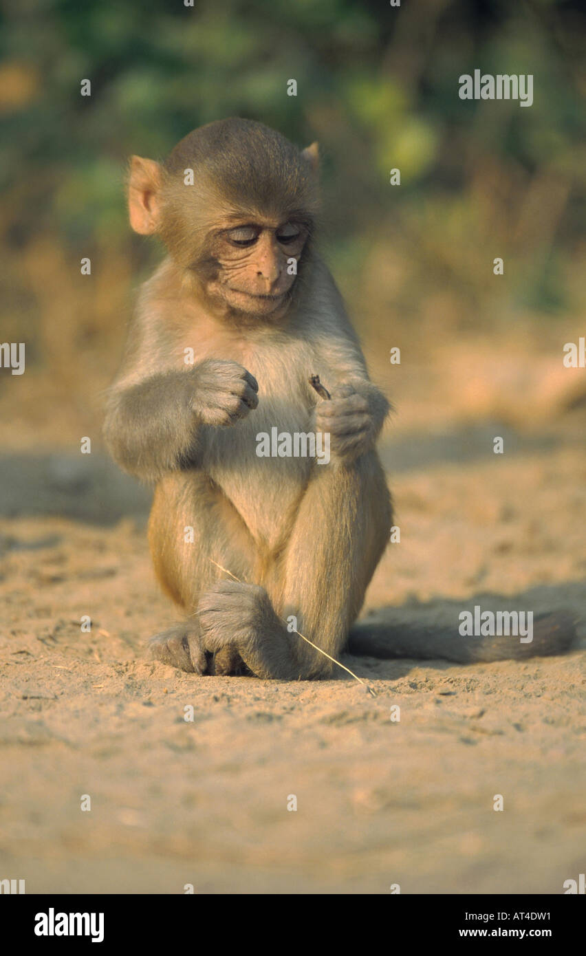 Babies and young rhesus monkeys hi-res stock photography and images - Alamy