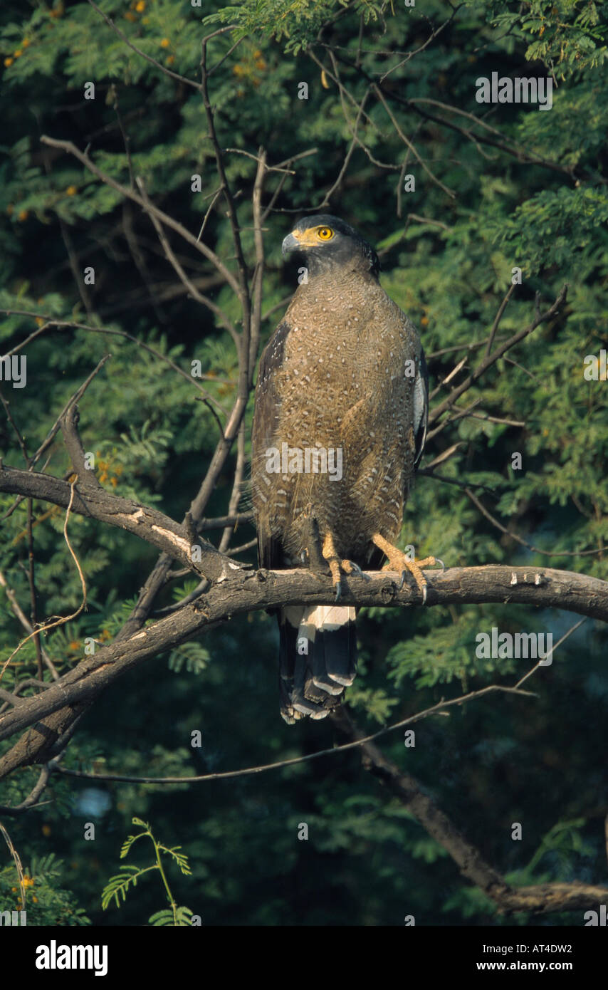 crested serpent eagle (Spilornis cheela), sitting on branch, India ...