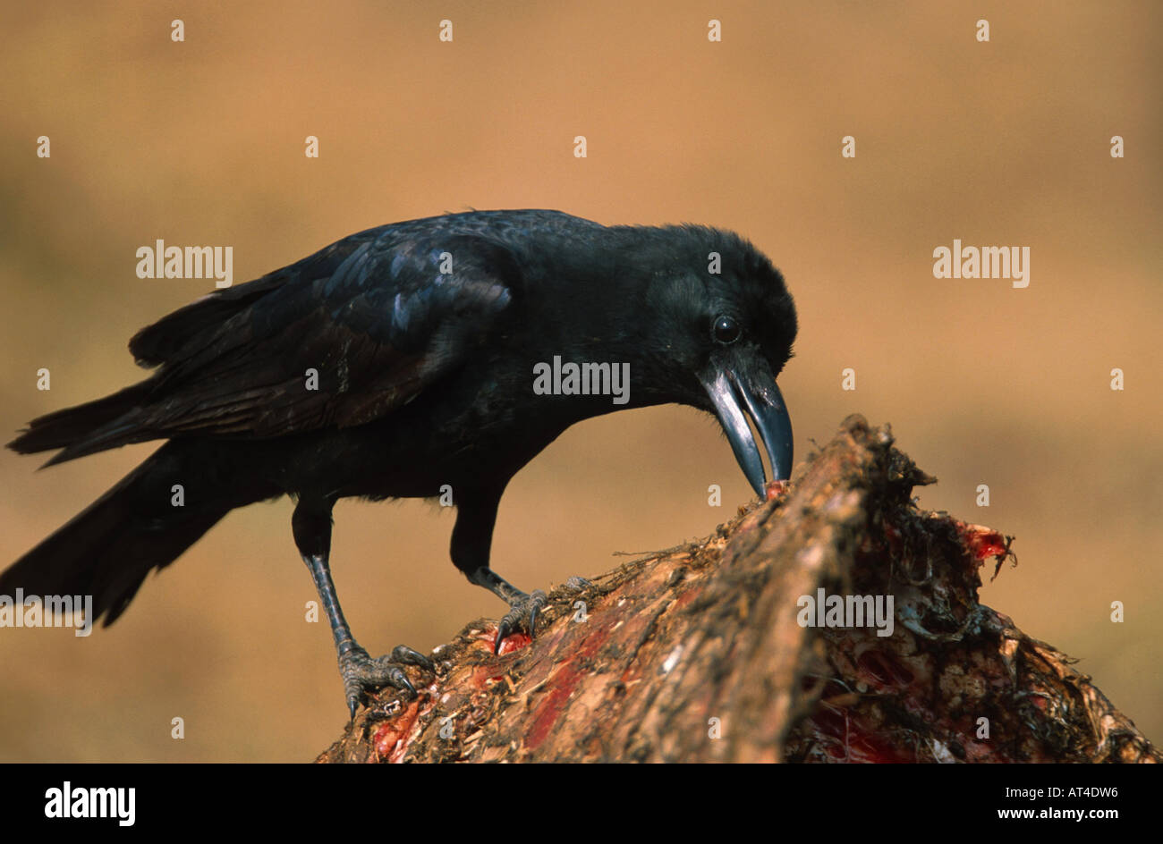 jungle crow (Corvus macrorhynchos), eating on carcass, India Stock Photo - Alamy