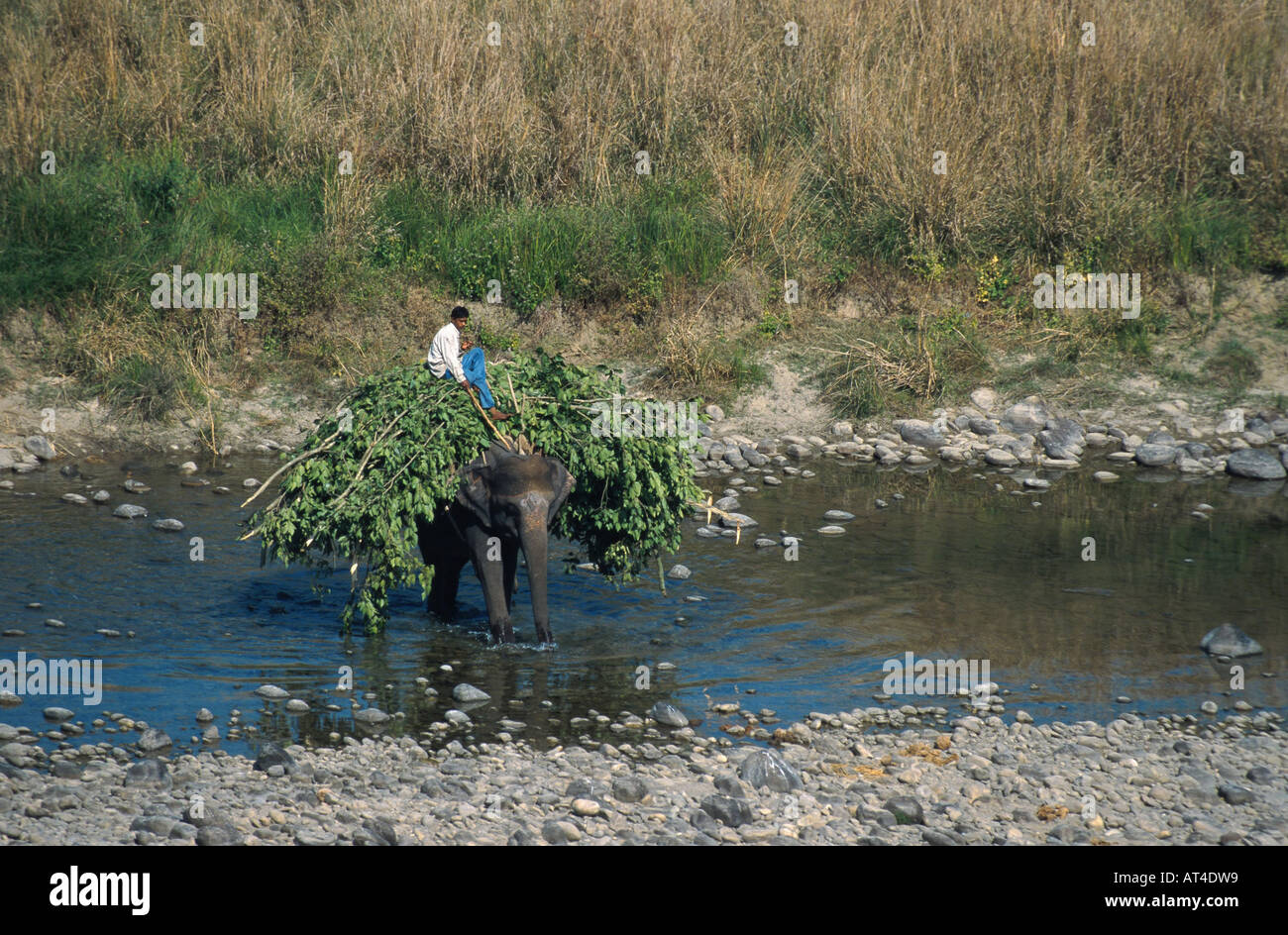 Indian elephant (Elephas maximus indicus, Elephas maximus bengalensis ...
