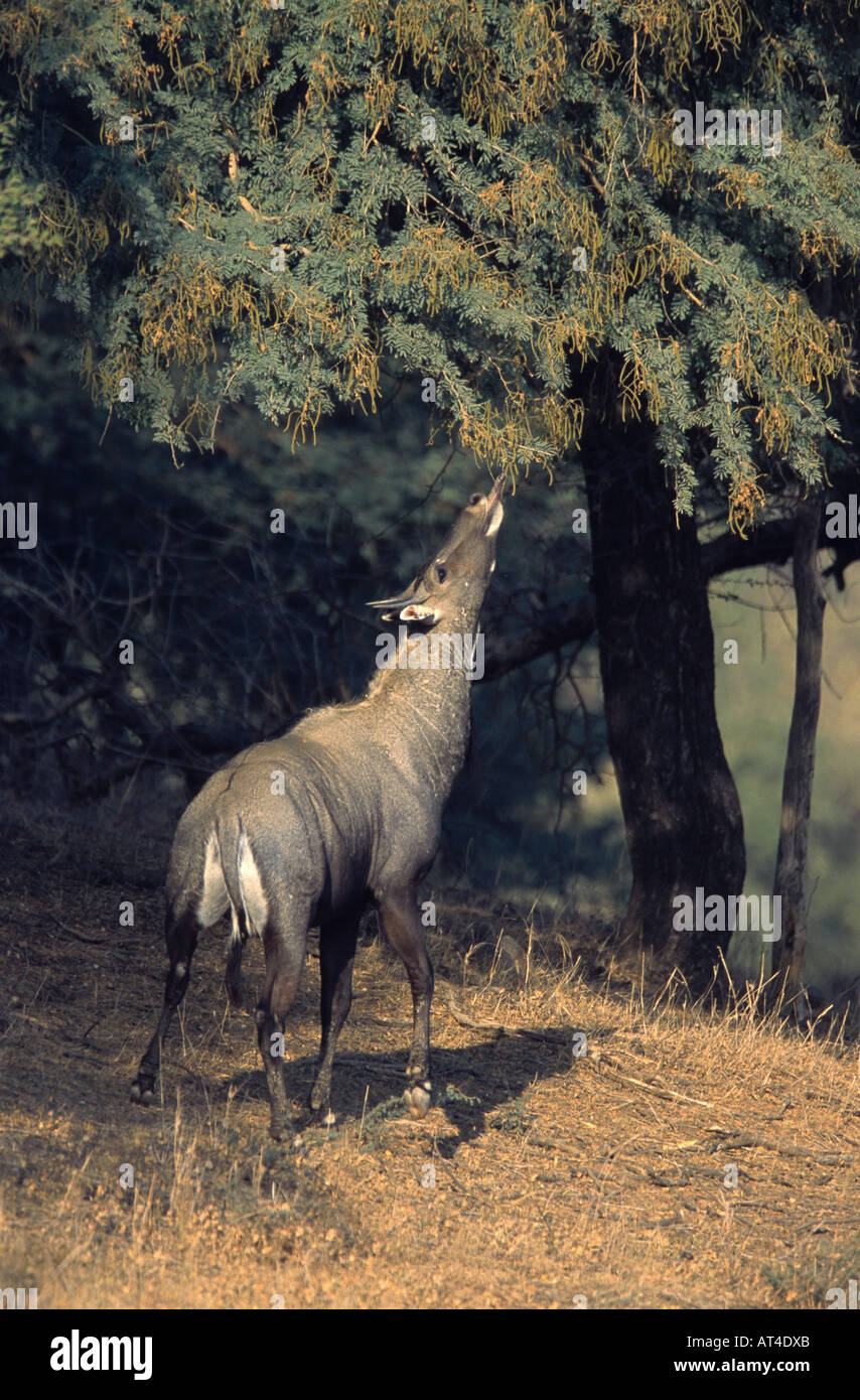 nilgai antelope, bluebuck, blue bull (Boselaphus tragocamelus), adult ...
