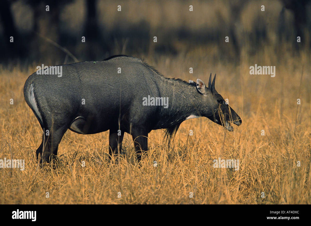 nilgai antelope, bluebuck, blue bull (Boselaphus tragocamelus), grazing ...