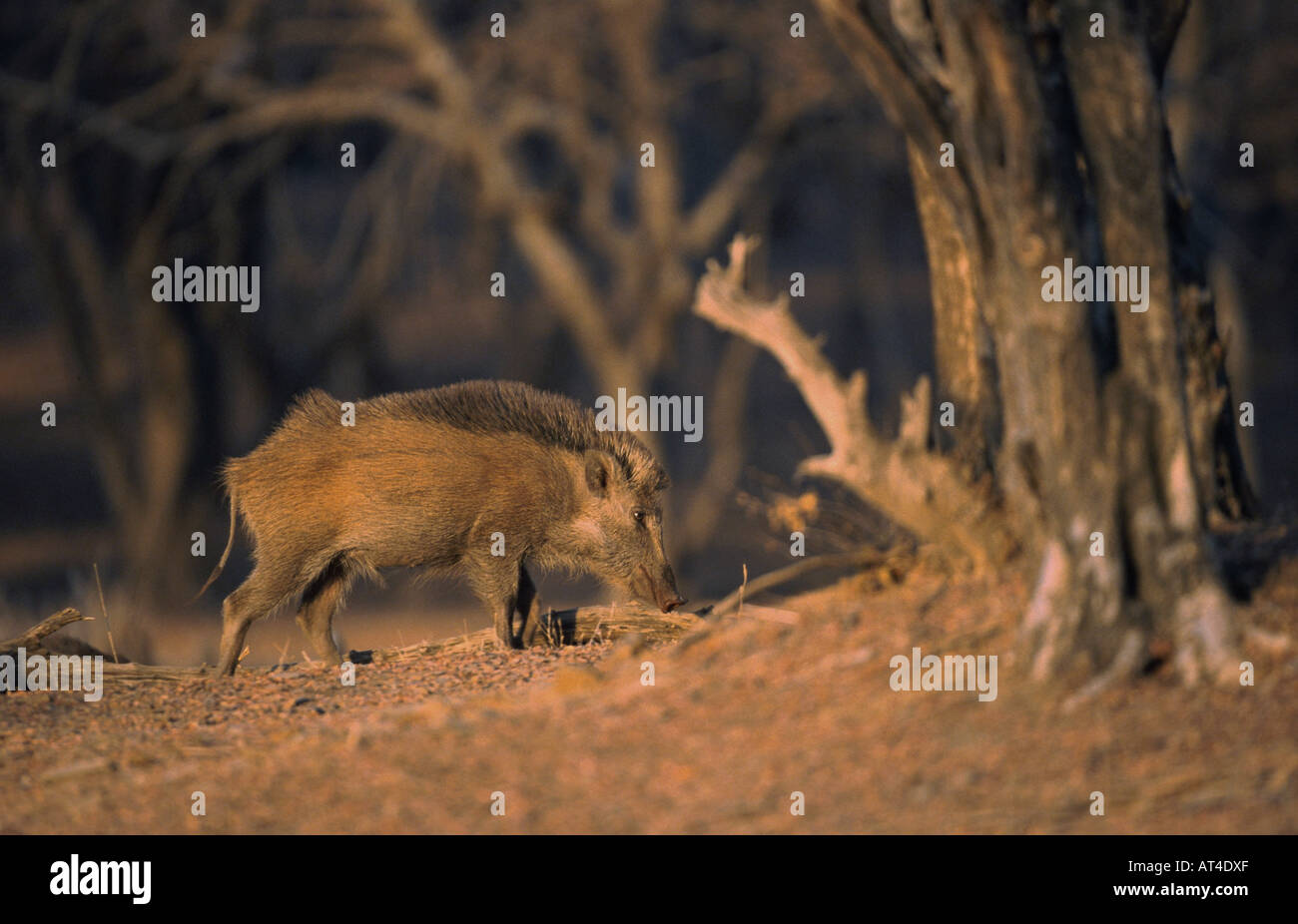Asian wild boars hi-res stock photography and images - Alamy