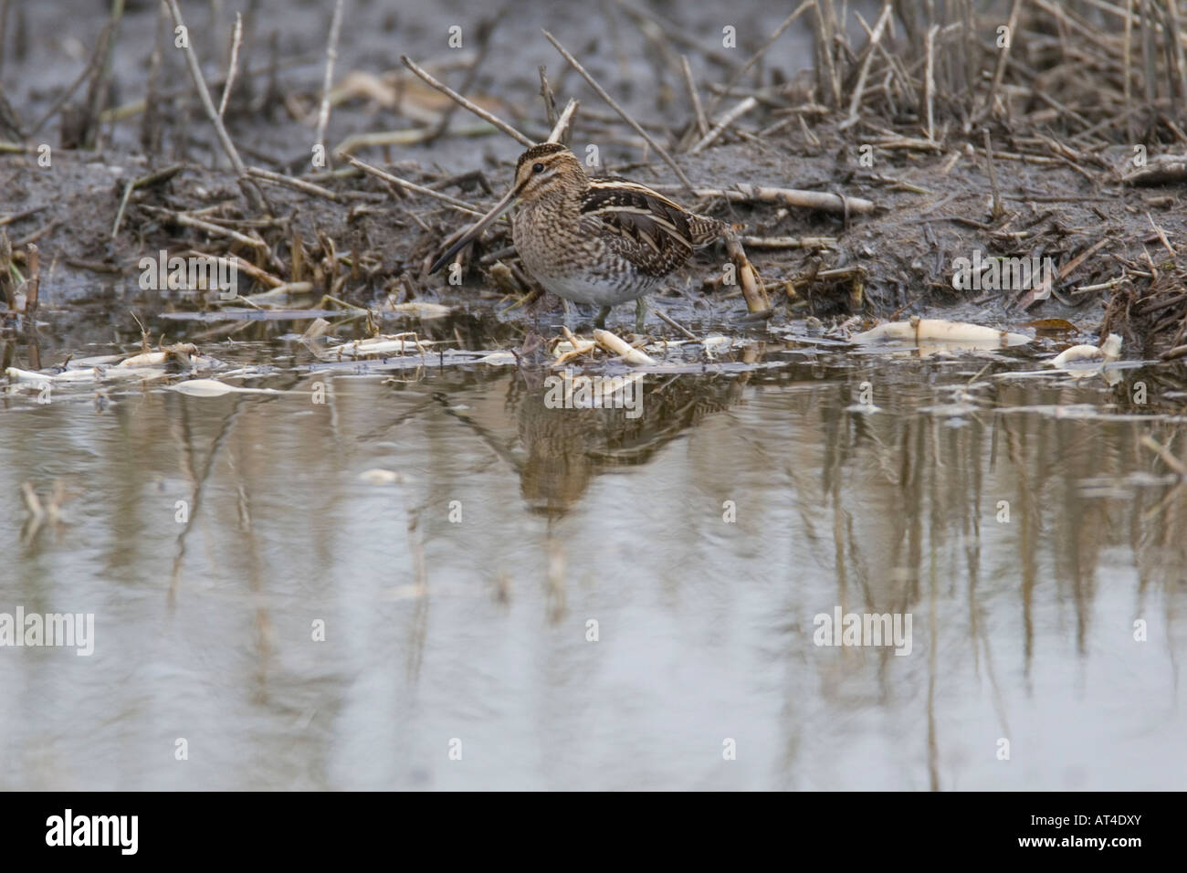 Common snipe wales hi-res stock photography and images - Alamy