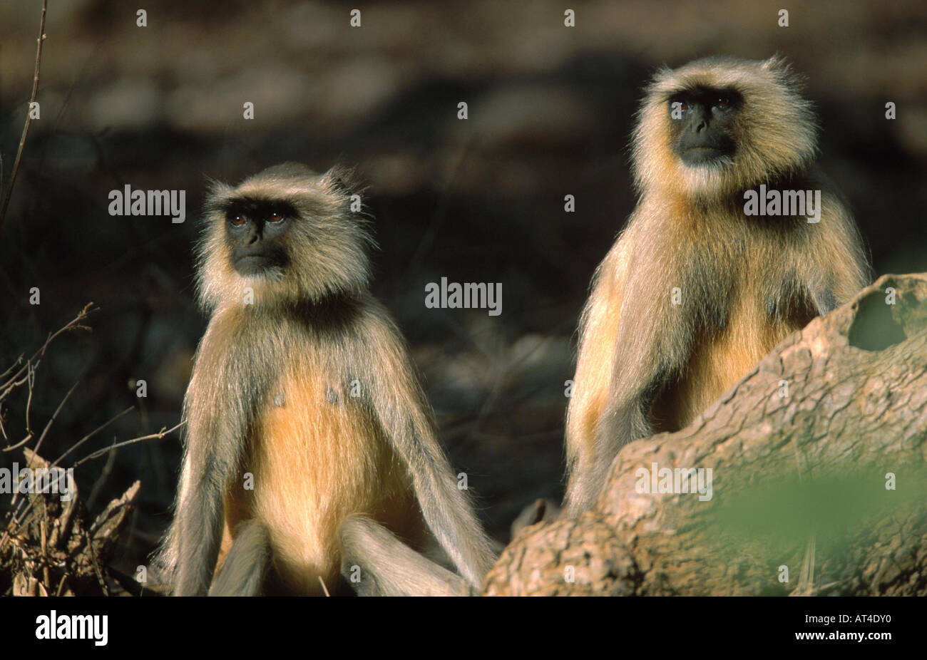 hanuman langur, hanuman monkey (Presbytis entellus), adult, India Stock ...