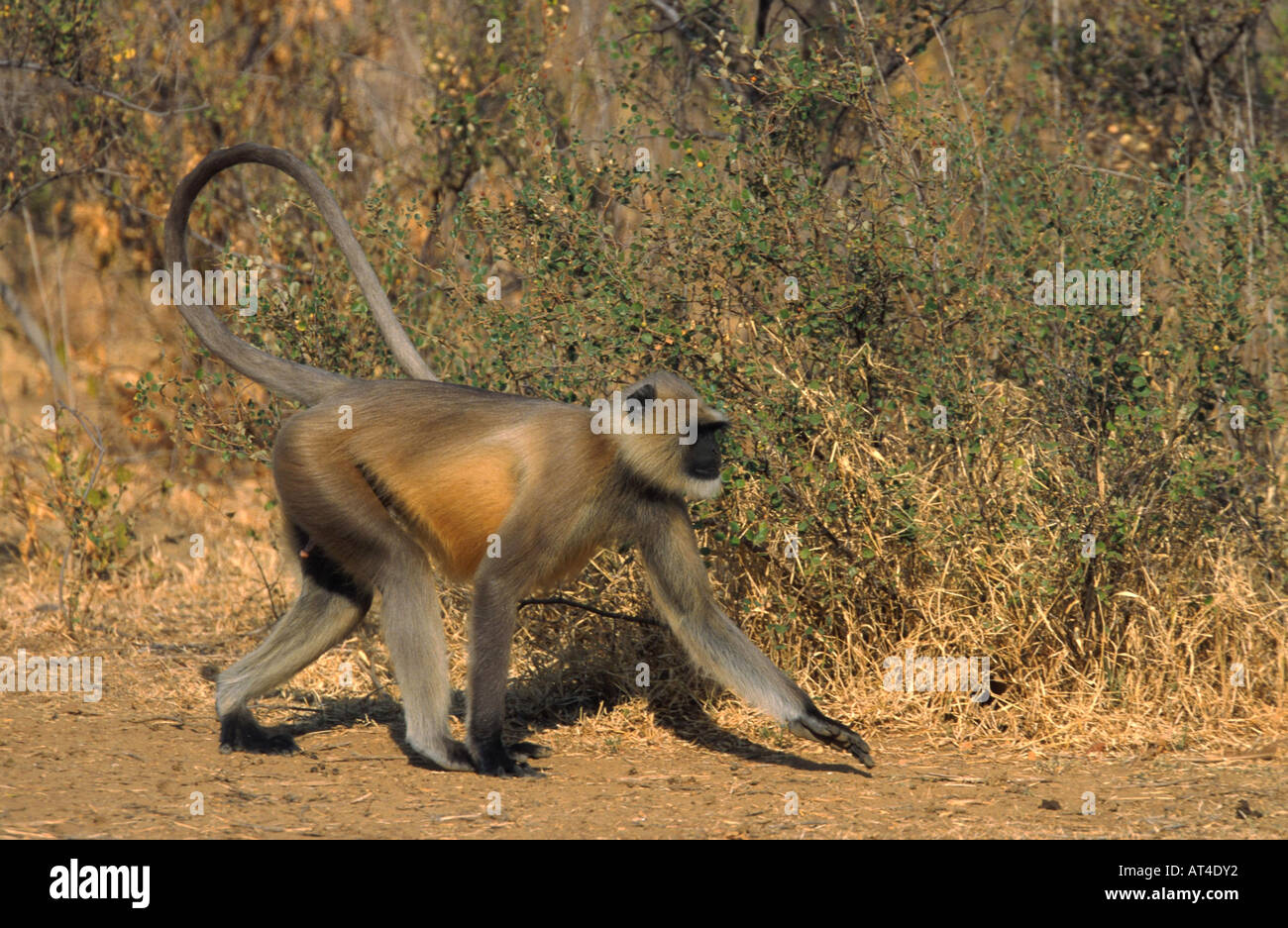 hanuman langur, hanuman monkey (Presbytis entellus), adult , India ...