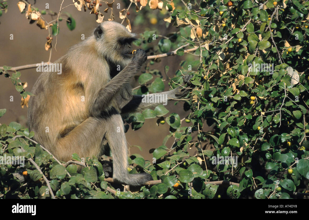 hanuman langur, hanuman monkey (Presbytis entellus), adult, eating ...