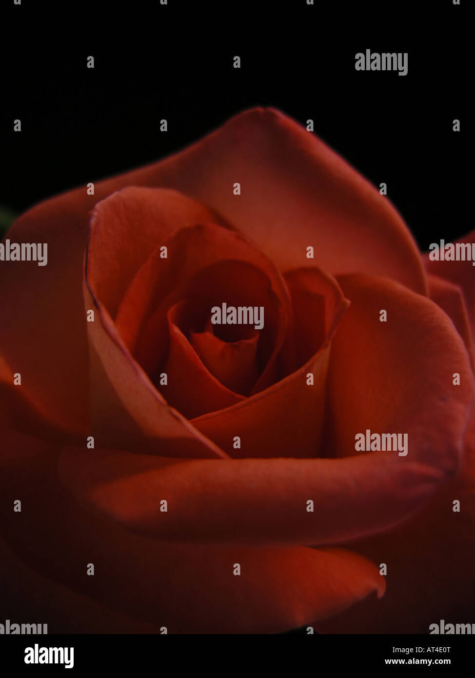 Red Rose close up Stock Photo - Alamy