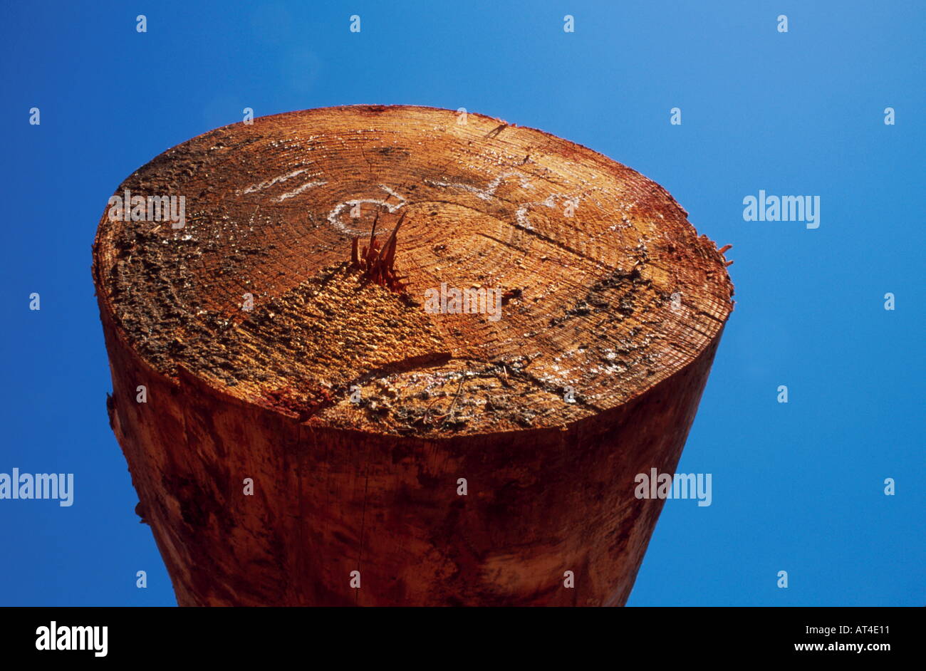 End of Cut Log Stock Photo - Alamy