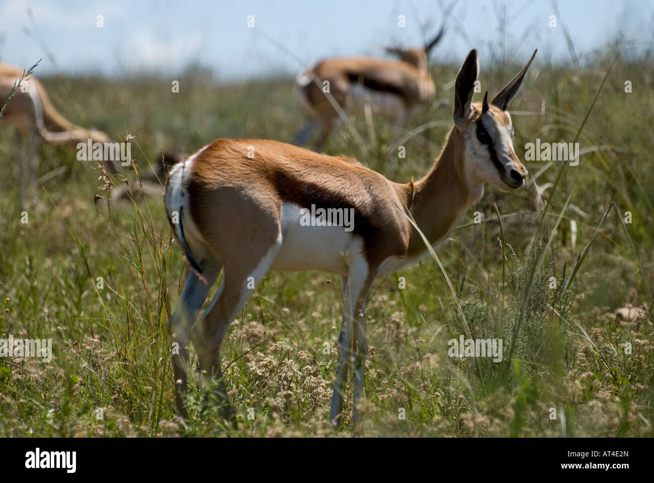 Springbuck hi-res stock photography and images - Alamy