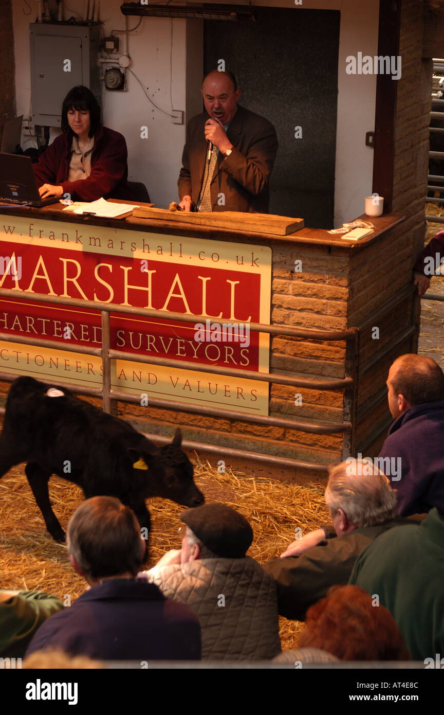 animal auction in progress Stock Photo - Alamy