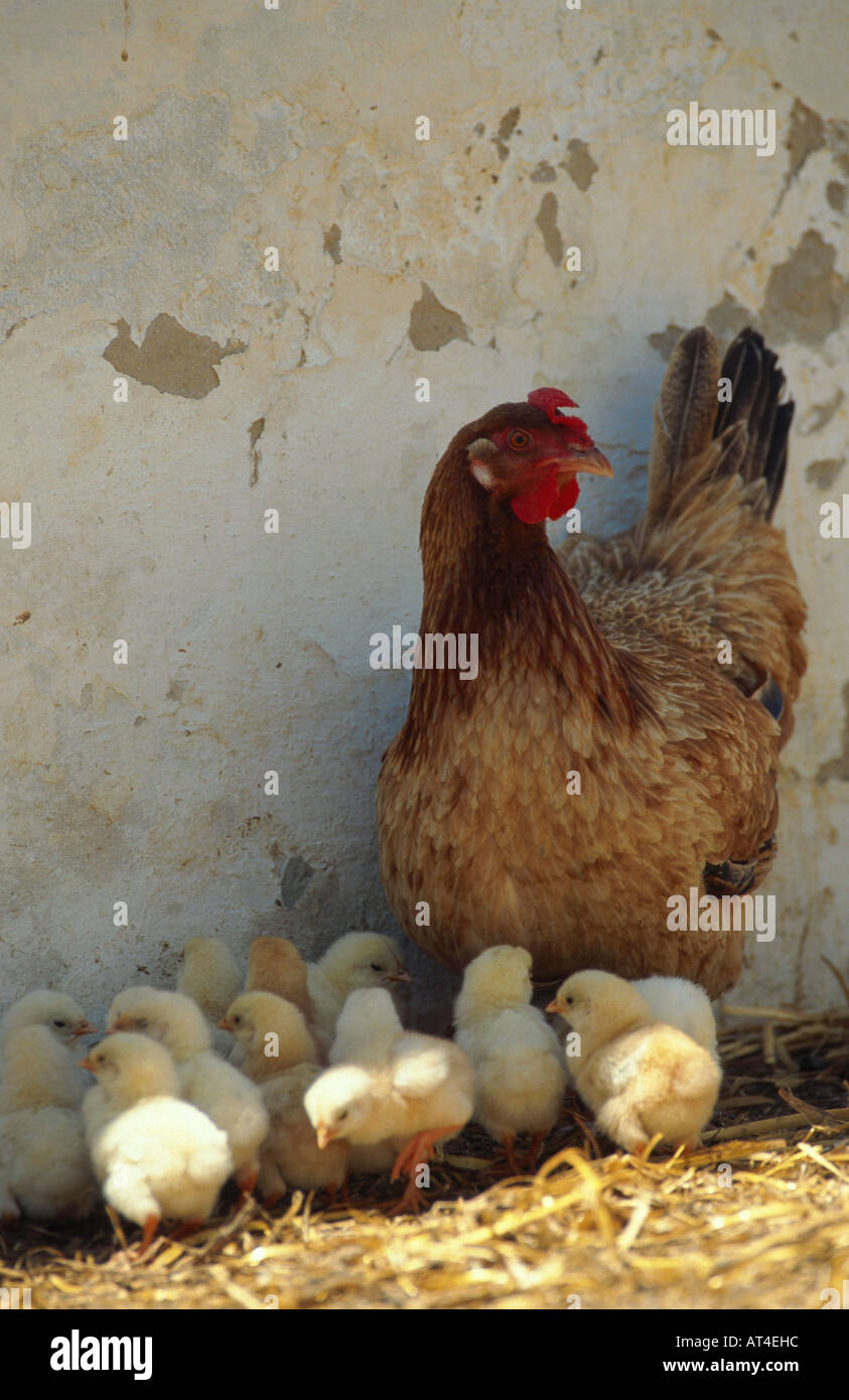 domestic fowl (Gallus gallus f. domestica), hen with chicks Stock Photo ...