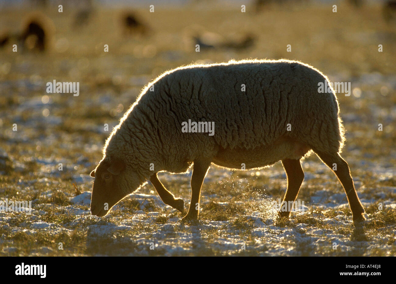 domestic sheep (Ovis ammon f. aries Stock Photo - Alamy