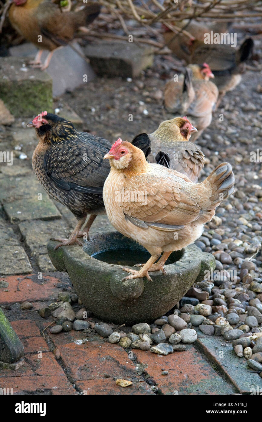Old English Bantam hens in farmyard on mortar Stock Photo - Alamy