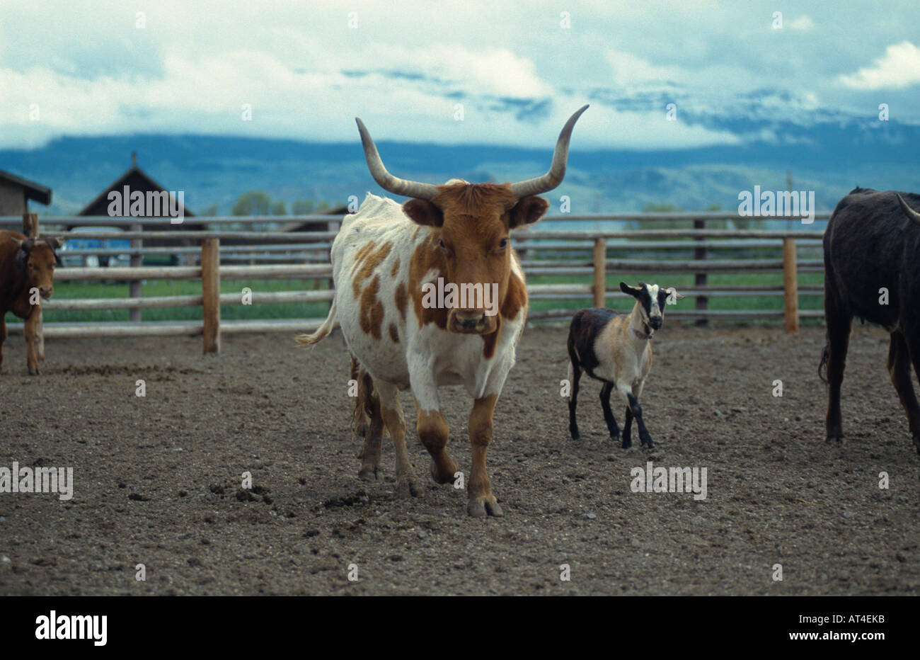 domestic cattle (Bos primigenius f. taurus), domestic cattle and goat ...