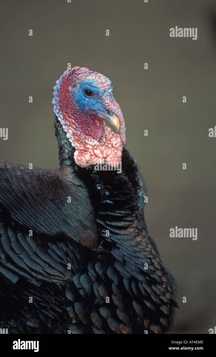 common turkey (Meleagris gallopavo), portrait Stock Photo - Alamy