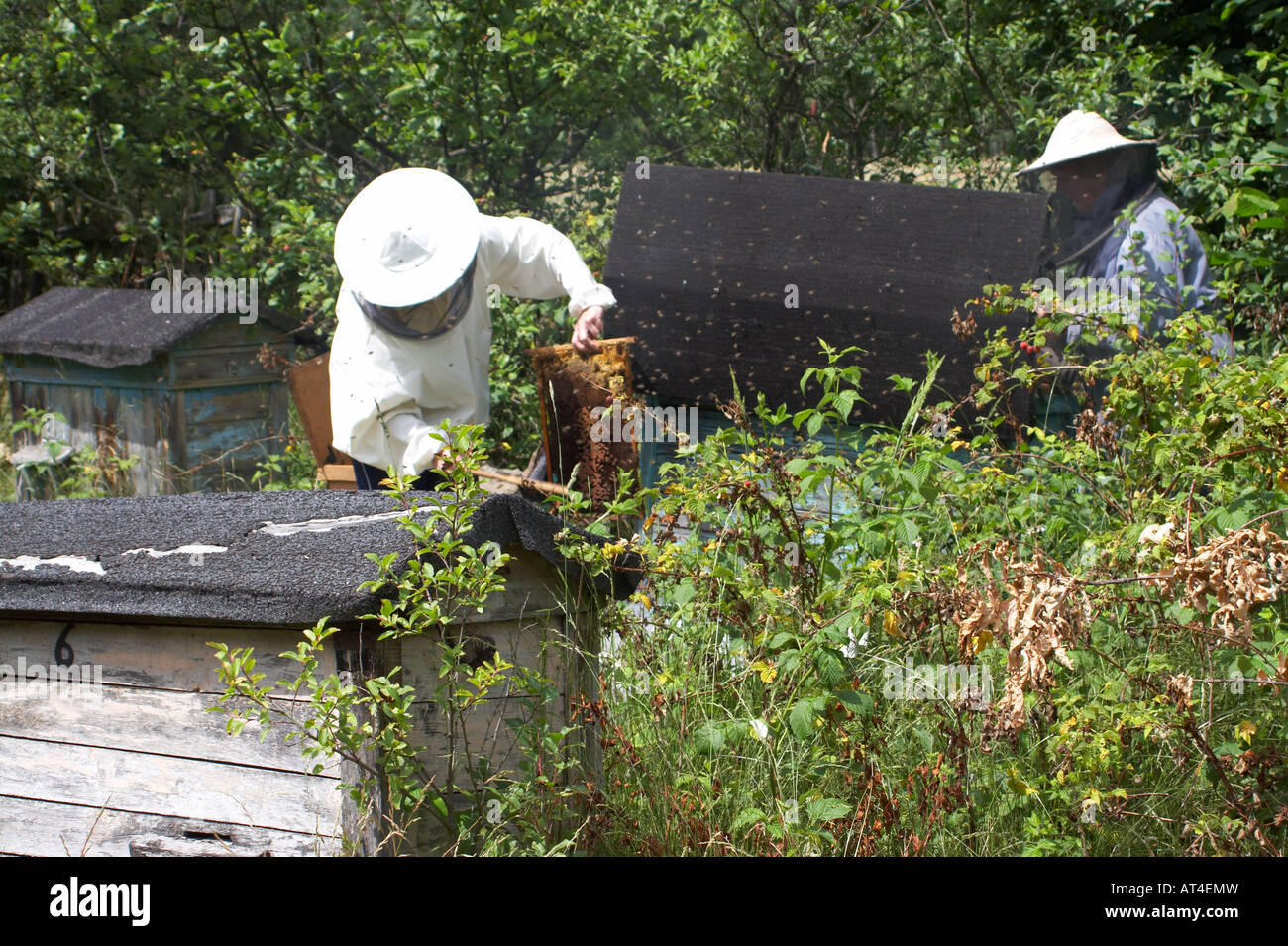 Honey Bees, Apis mellifera. Honey production Stock Photo - Alamy