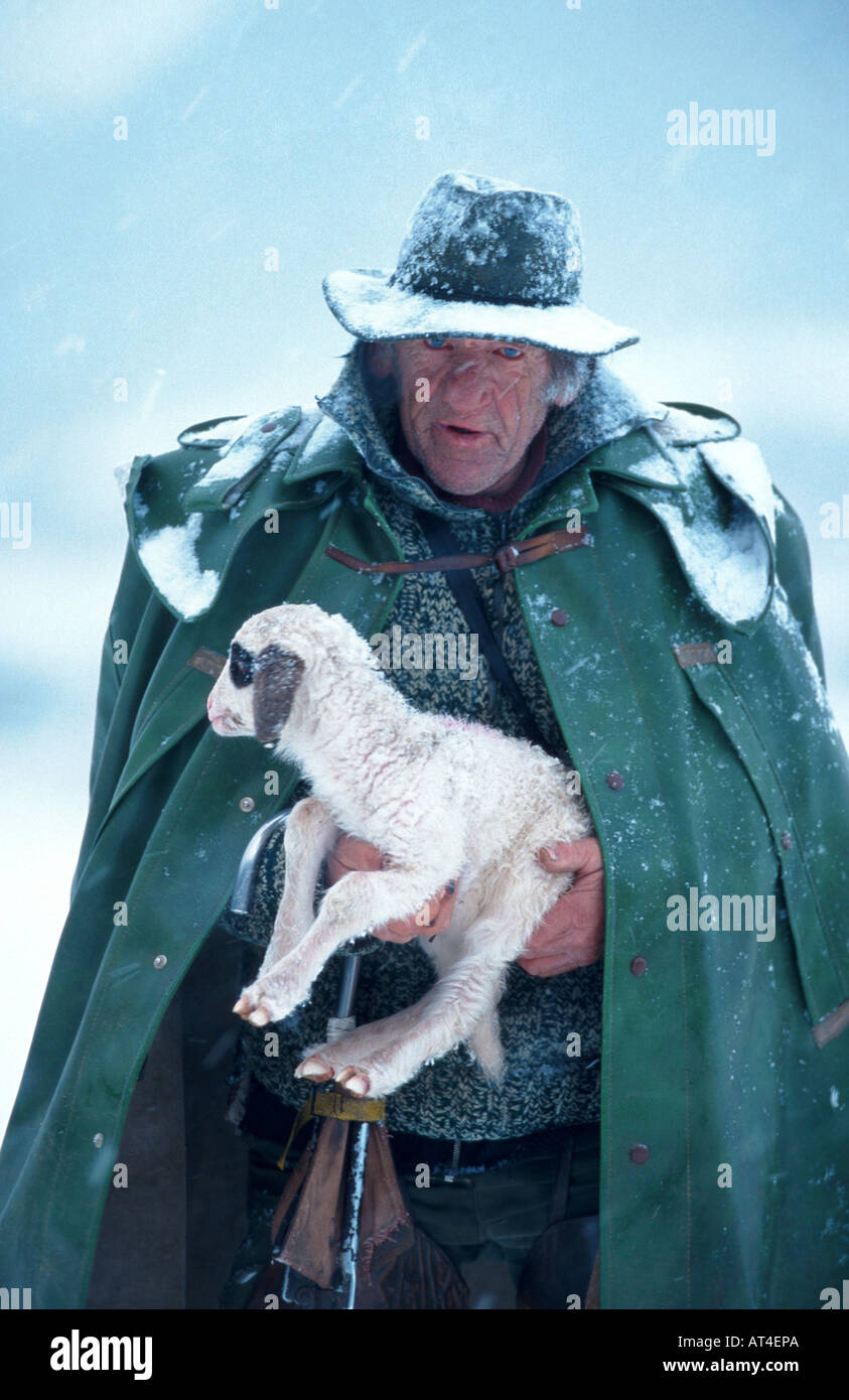 domestic sheep (Ovis ammon f. aries), shepherd with lamb in his arms Stock Photo - Alamy