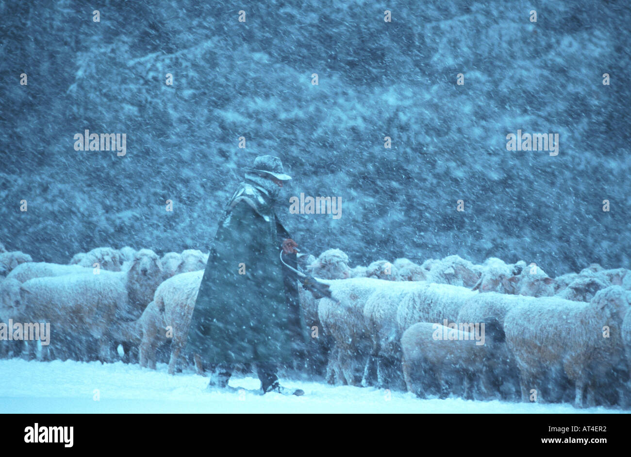 domestic sheep (Ovis ammon f. aries), shepherd with flock of sheep Stock Photo - Alamy