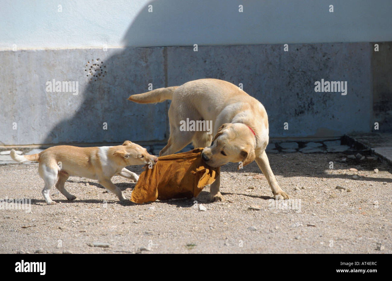 Rag dog hi-res stock photography and images - Alamy