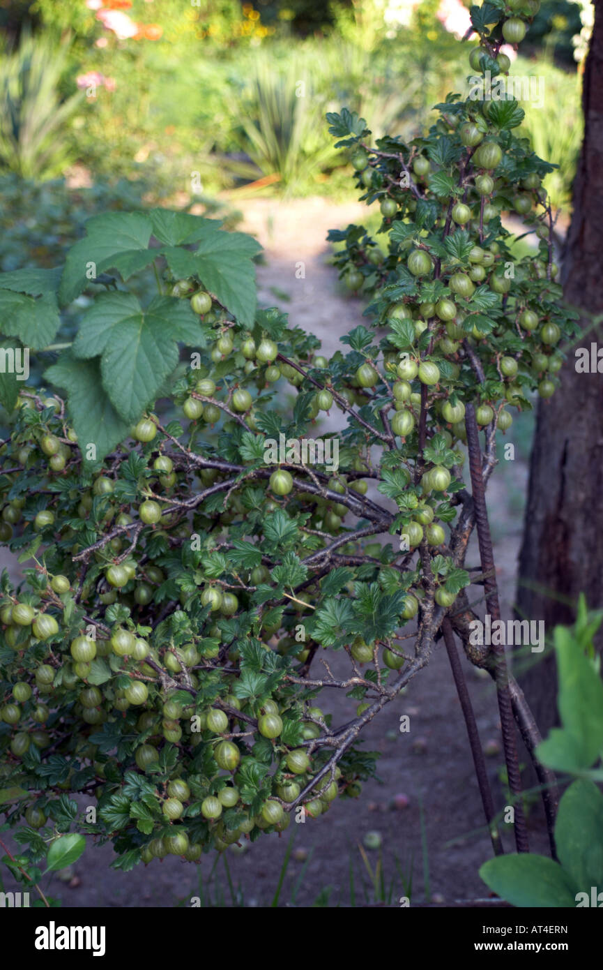 Gooseberry bushes hi-res stock photography and images - Alamy