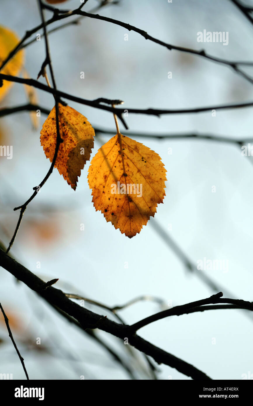 Silver Birch Leaves turned a golden colour in the autumn in a Cheshire ...