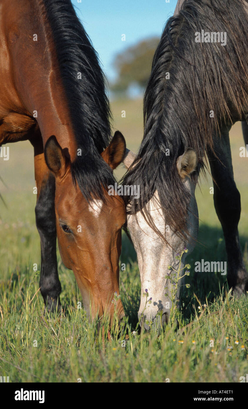Lusitanian horses hi-res stock photography and images - Alamy