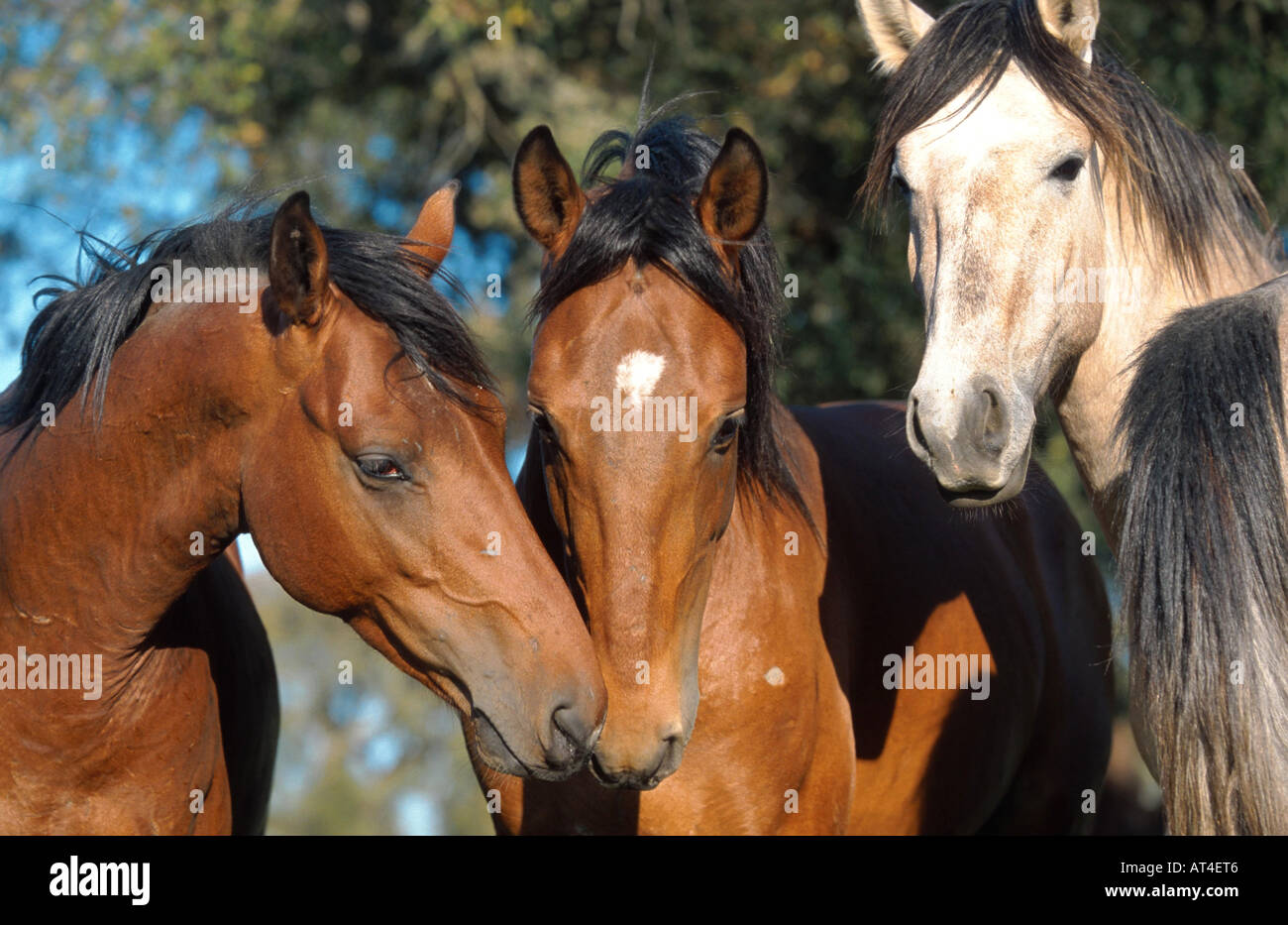 Lusitanian horse (Equus przewalskii f. caballus), three young stallions ...