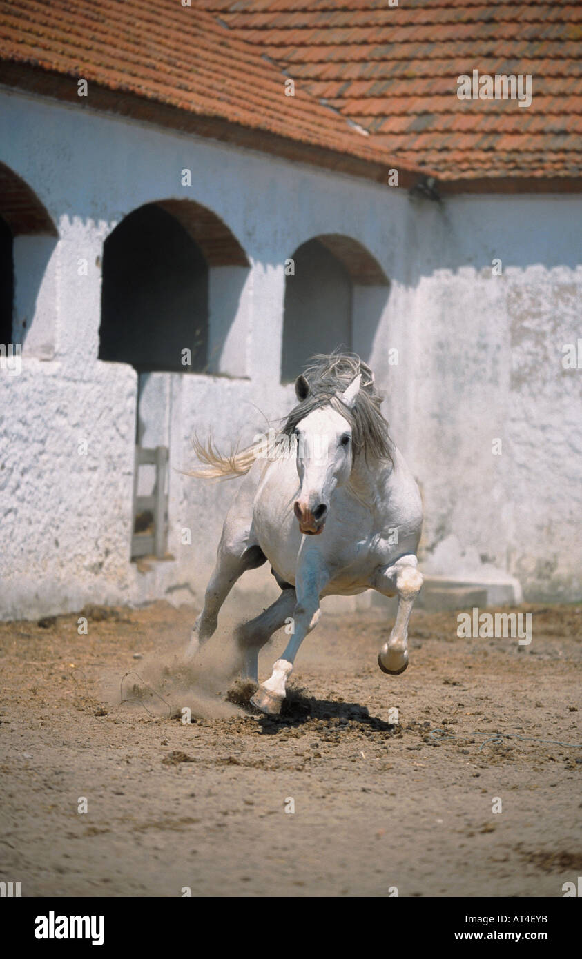 Lusitanian horse mammal hi-res stock photography and images - Alamy