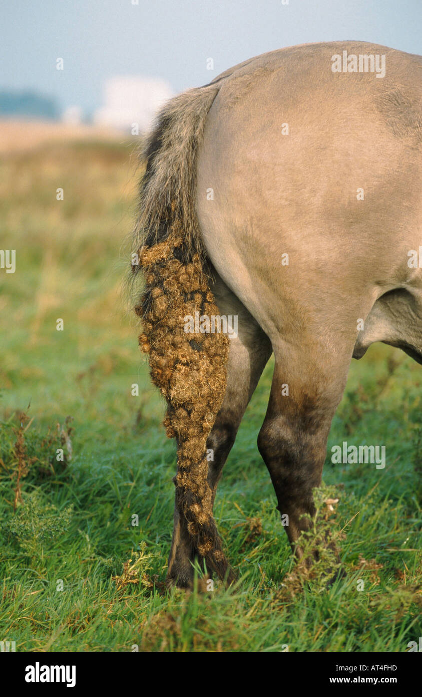 Truncated tail hi-res stock photography and images - Alamy