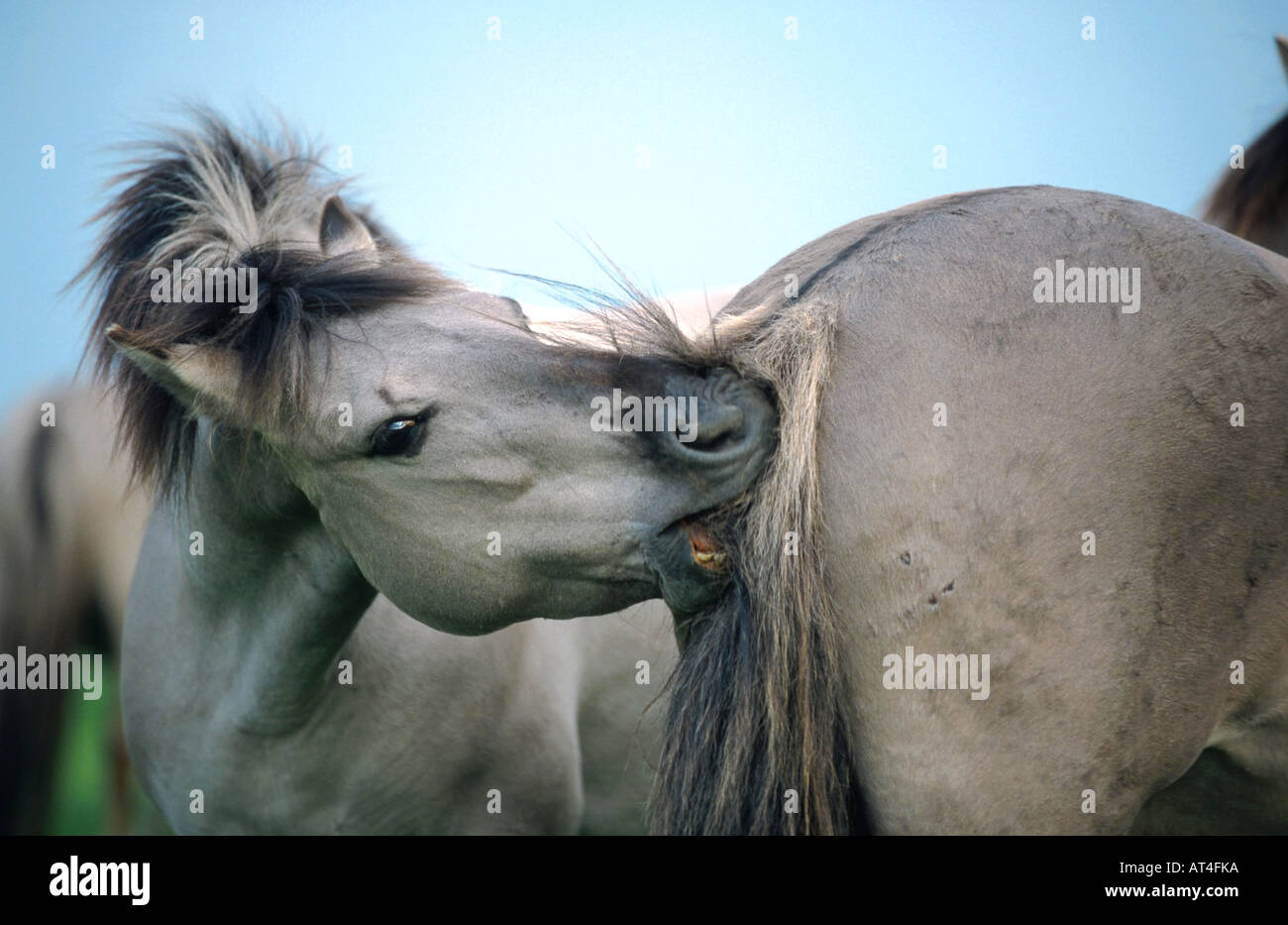 Konik horse (Equus przewalskii f. caballus), grooming, Netherlands ...