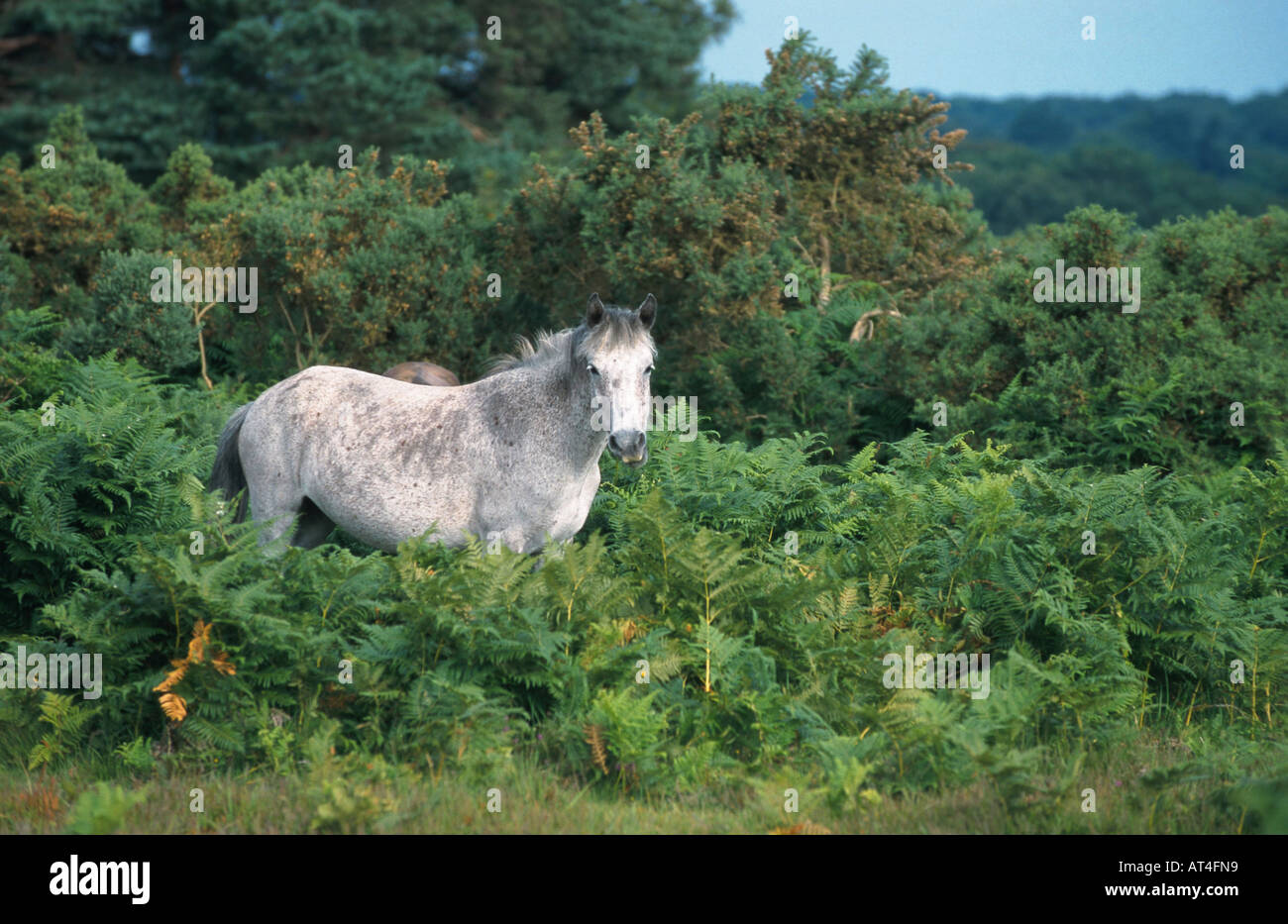 New Forest pony (Equus przewalskii f. caballus), between ferns Stock ...