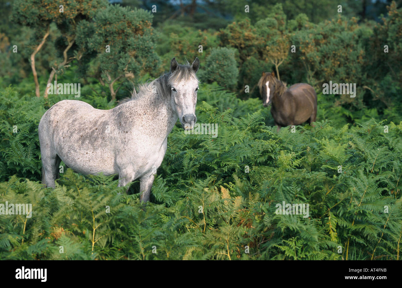 New Forest pony (Equus przewalskii f. caballus), between ferns Stock ...